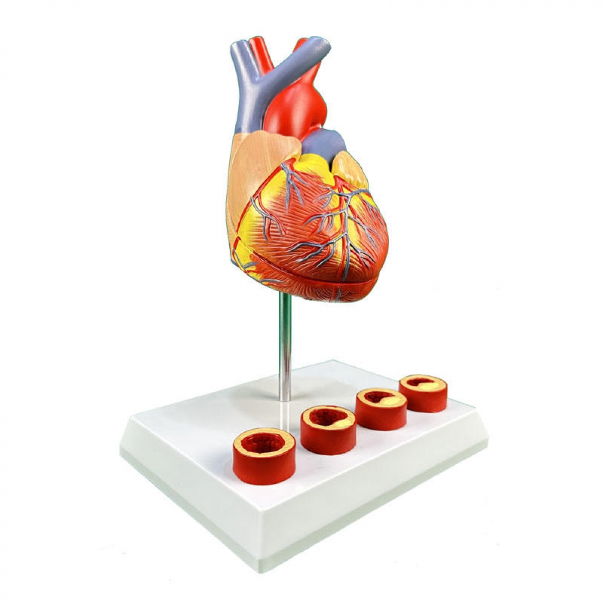 Heart Anatomy & Pathology Bundle - Myaskro